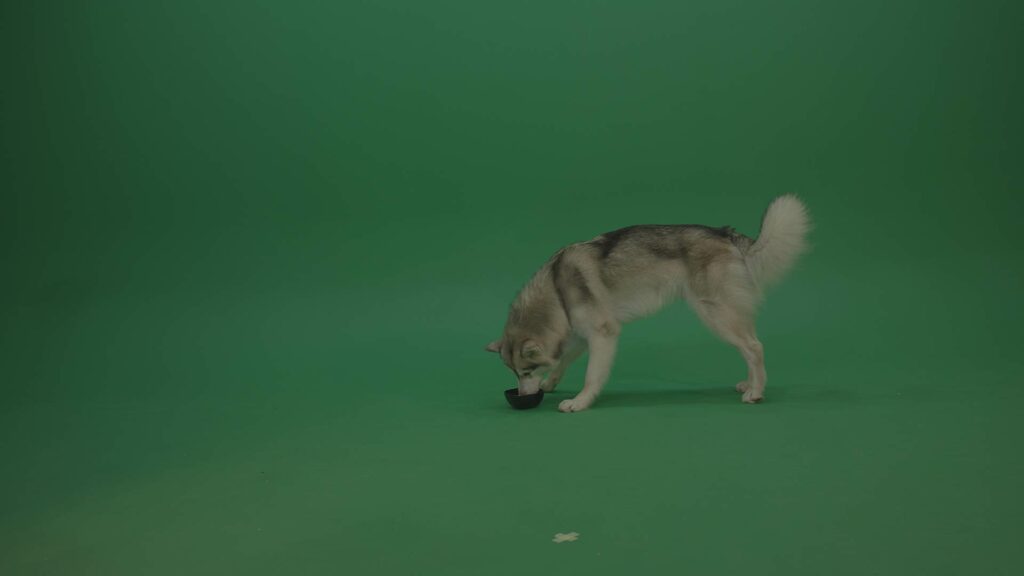 Husky Dog Friend – Green Screen Video Footage Pack Vol.4 — Green Screen ...