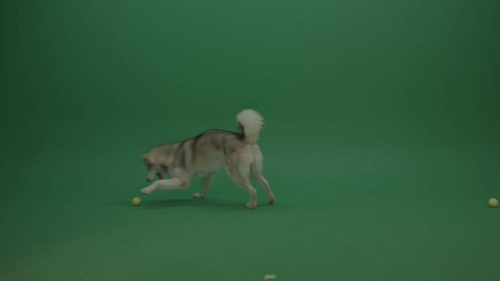 Husky Dog Friend – Green Screen Video Footage Pack Vol.4 — Green Screen ...