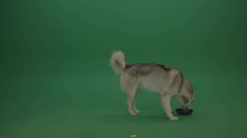 Husky Dog Friend – Green Screen Video Footage Pack Vol.4 — Green Screen ...