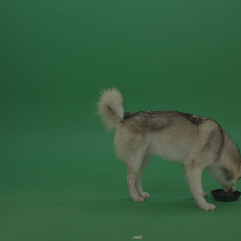 Husky Dog Friend – Green Screen Video Footage Pack Vol.4 — Green Screen ...