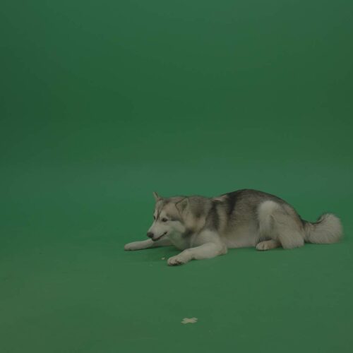 Husky Dog Friend – Green Screen Video Footage Pack Vol.4 — Green Screen ...