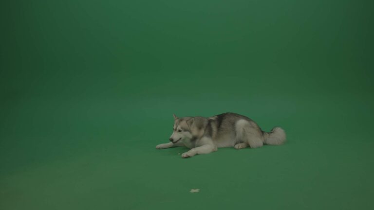 Green Screen Video Footage — Green Screen Stock