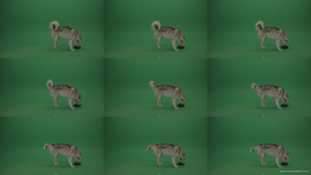 Fashion Shih Tzu Dog – Green Screen Video Footage Pack Vol.18 — Green ...