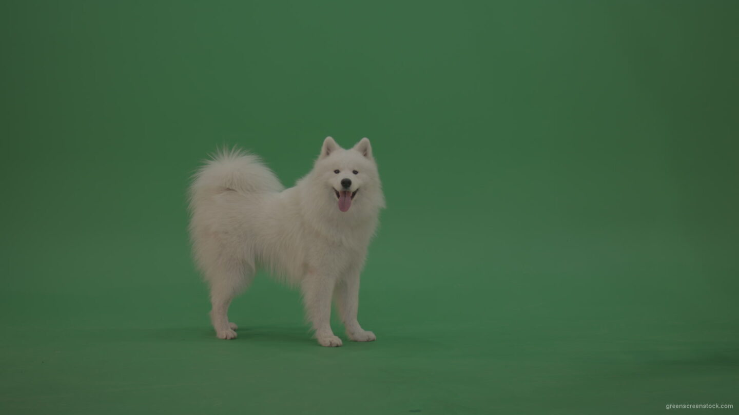 Green Screen Animals Video Footage — Green Screen Stock