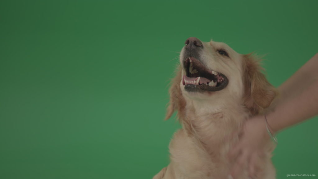 Green Screen Nature Video Footage — Green Screen Stock