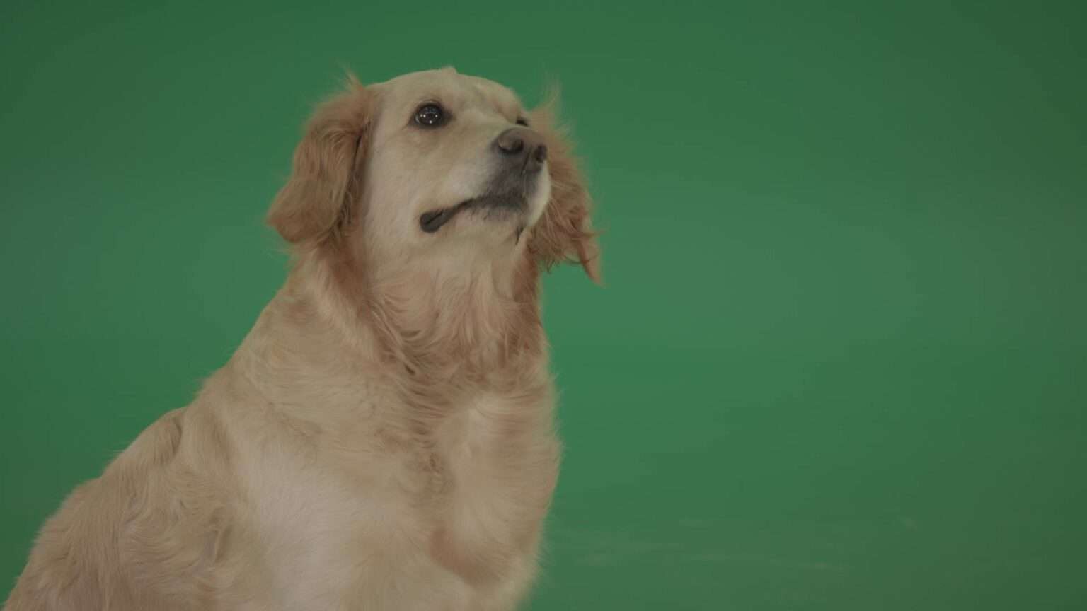 Golden Retriever Dog - Green Screen Video Footage Pack Vol.28 — Green ...
