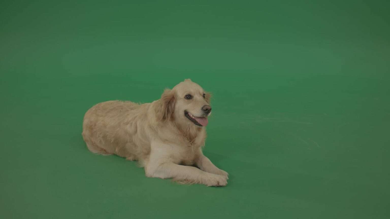 Golden Retriever Dog - Green Screen Video Footage Pack Vol.28 — Green ...