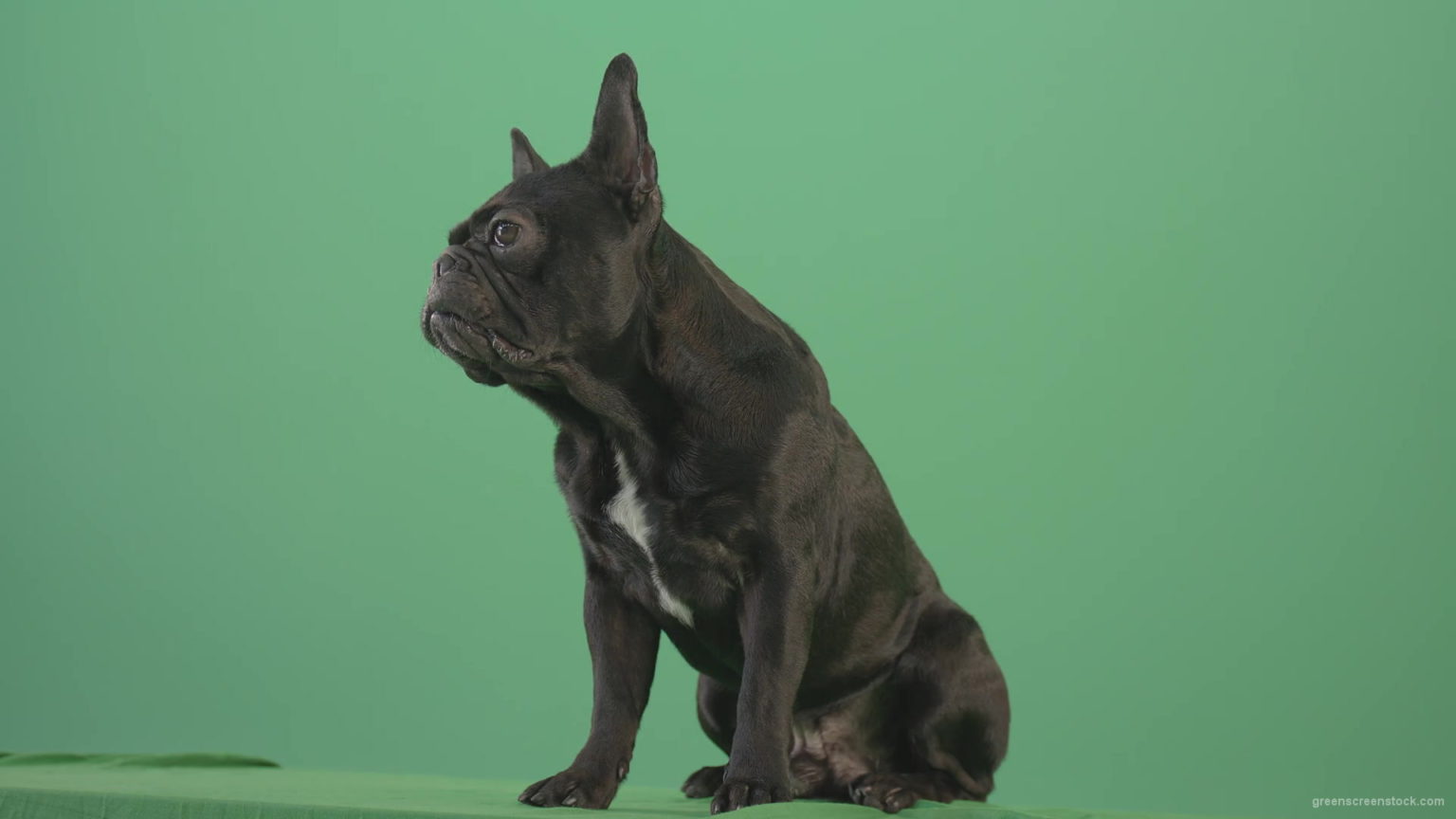 Green Screen Video Footage — Green Screen Stock
