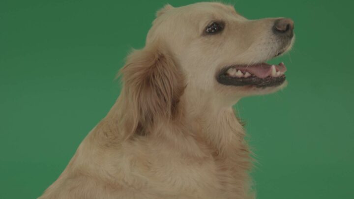 Dogs Party - Green Screen Footage Bundle Vol.3 — Green Screen Stock