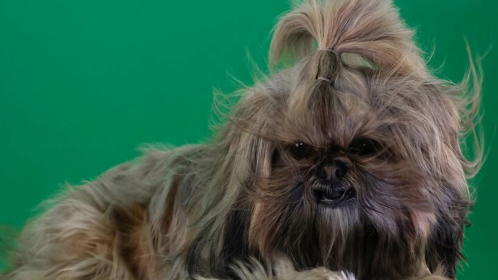Dogs Party - Green Screen Footage Bundle Vol.3 — Green Screen Stock